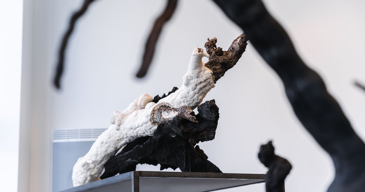 Phoenix - Armorica Espace Culturel